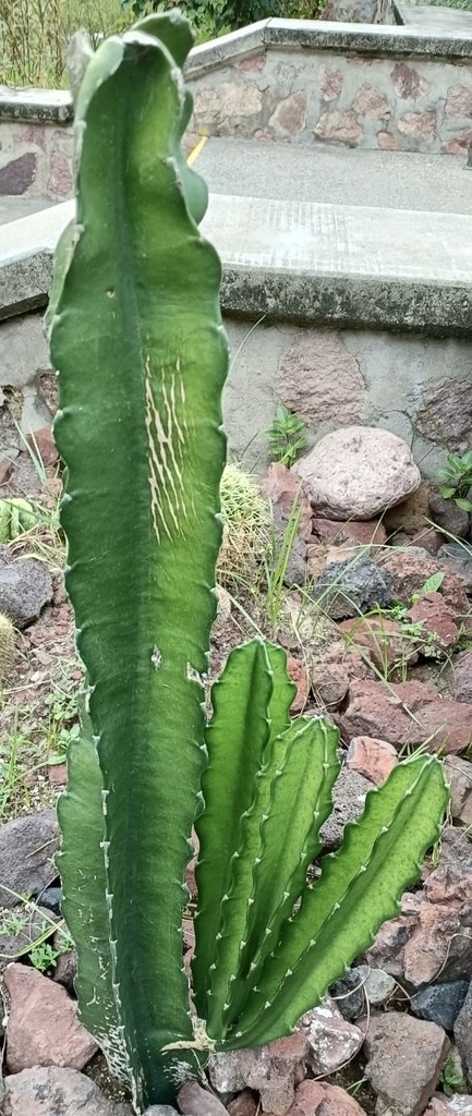 Triangle cactus from Calle Hidalgo, Puerto Vallarta, Jal., MX on ...