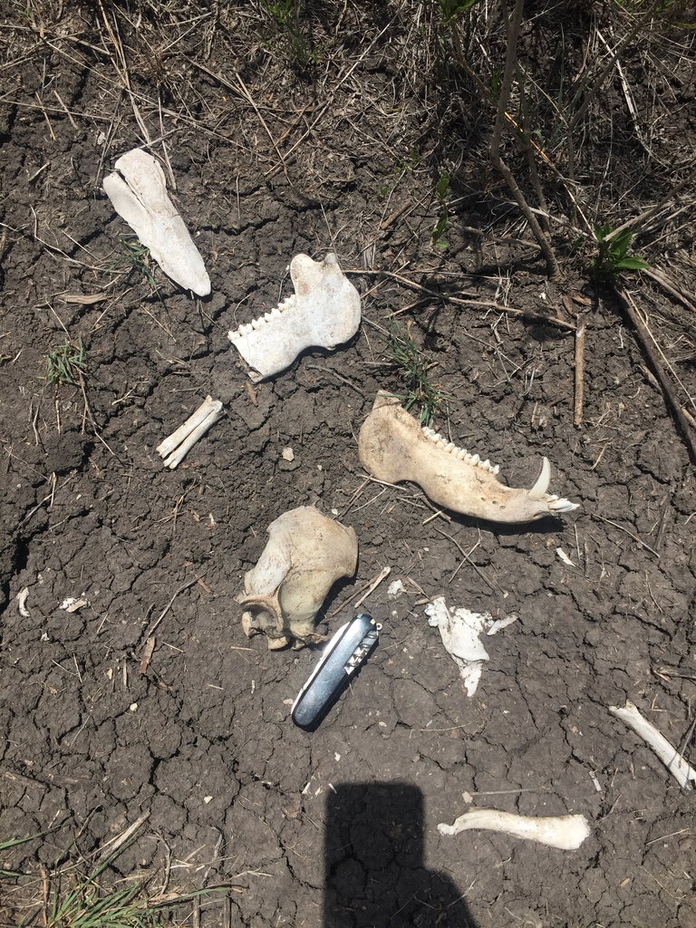 Collared Peccary in July 2019 by Horacio V. Barcenas · iNaturalist