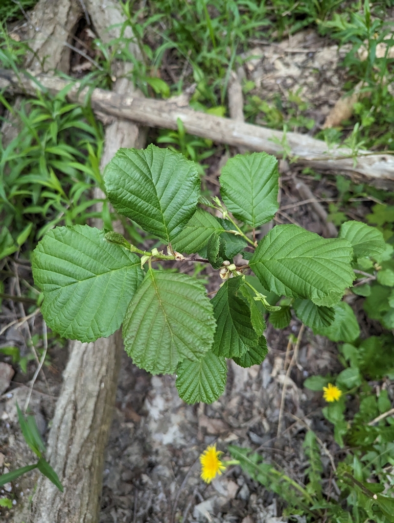 common alder from Kitchener, ON N2M 2G7, Canada on May 19, 2023 at 06: ...