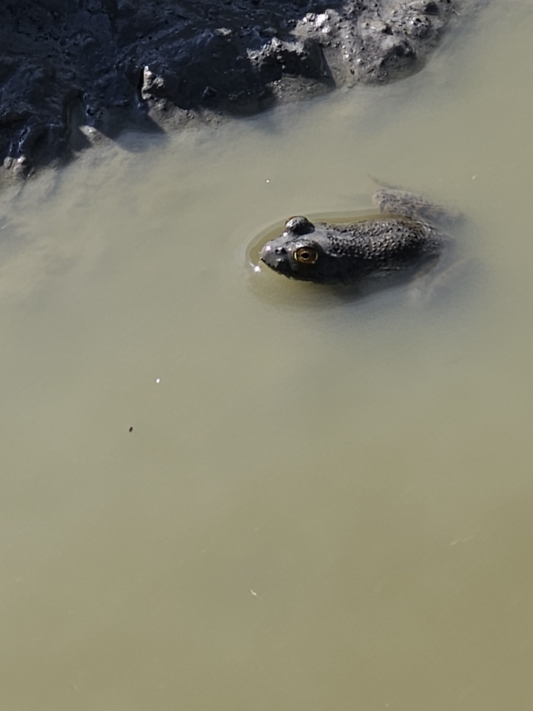American Bullfrog from White Oak Township, MO 64788, USA on October 15 ...