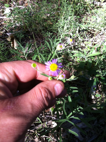 Western Bog Aster (Variety Symphyotrichum spathulatum yosemitanum ...