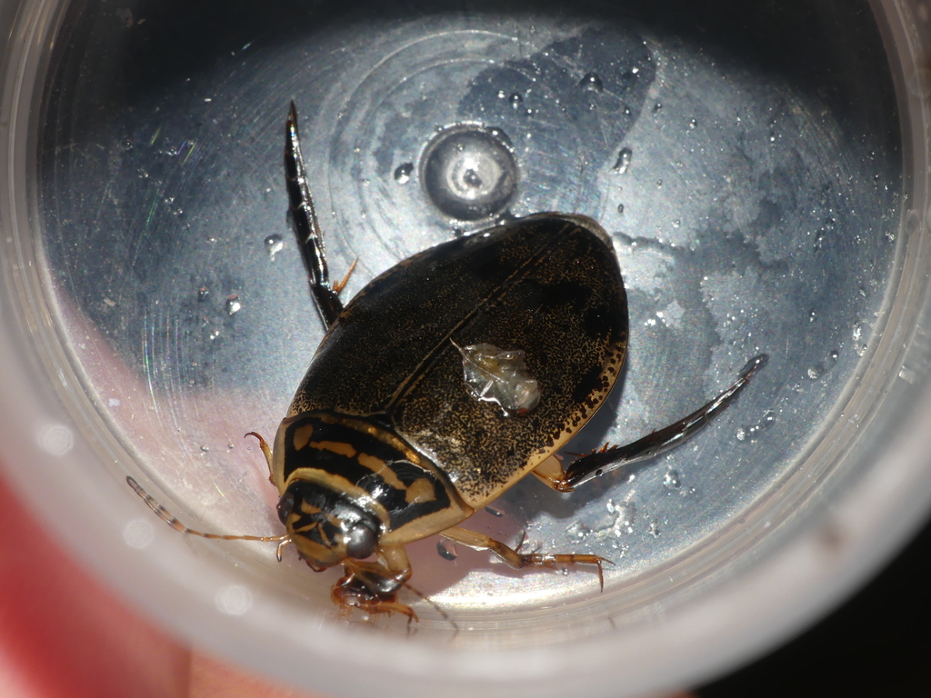 Lesser Diving-beetle in May 2024 by Romain Clément · iNaturalist
