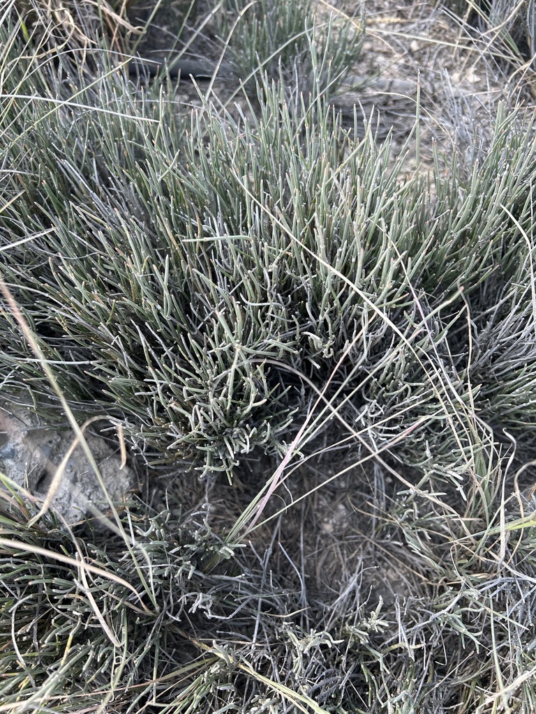 Ephedra compacta from Saltillo, Coah., México on October 16, 2024 at 02 ...