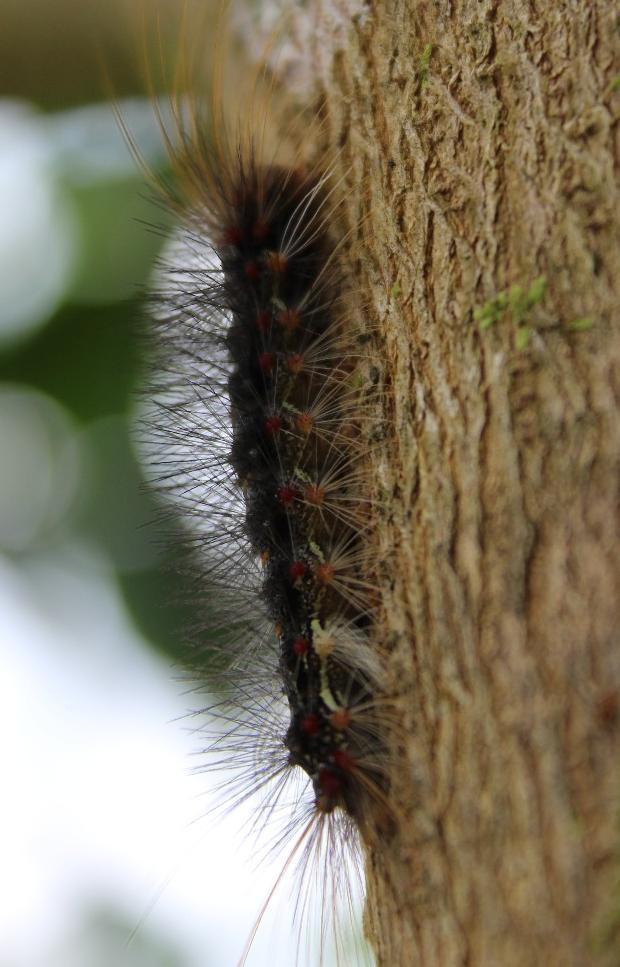 Butterflies and Moths from Tena, Ecuador on July 07, 2019 at 12:24 PM ...
