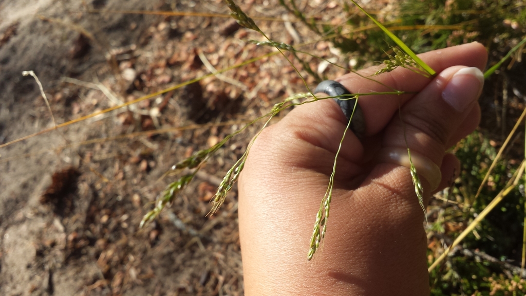 Little Mountain-ricegrass from Glenboro, MB R0K 0X0, Canada on October ...