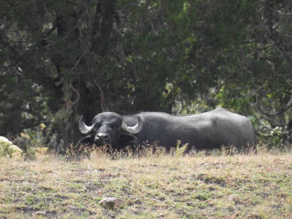 Domestic Water Buffalo from Súchil, Dgo., México on October 17, 2024 at ...