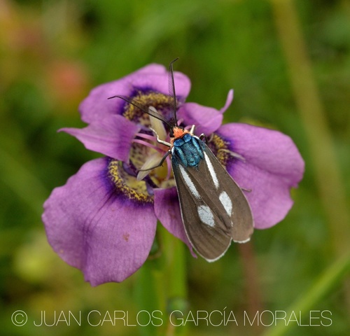 Ctenucha ruficeps · iNaturalist Mexico