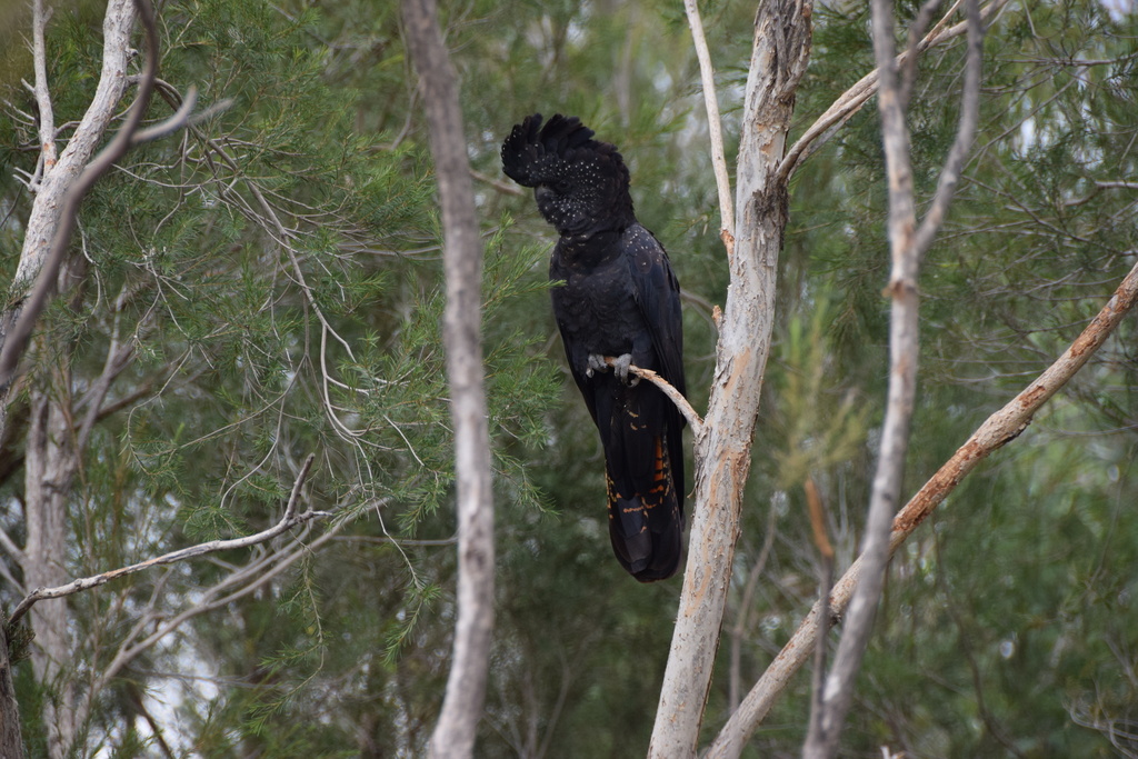 Red-tailed Black Cockatoo from Barrett Dr, Desert Springs, NT, AU on ...