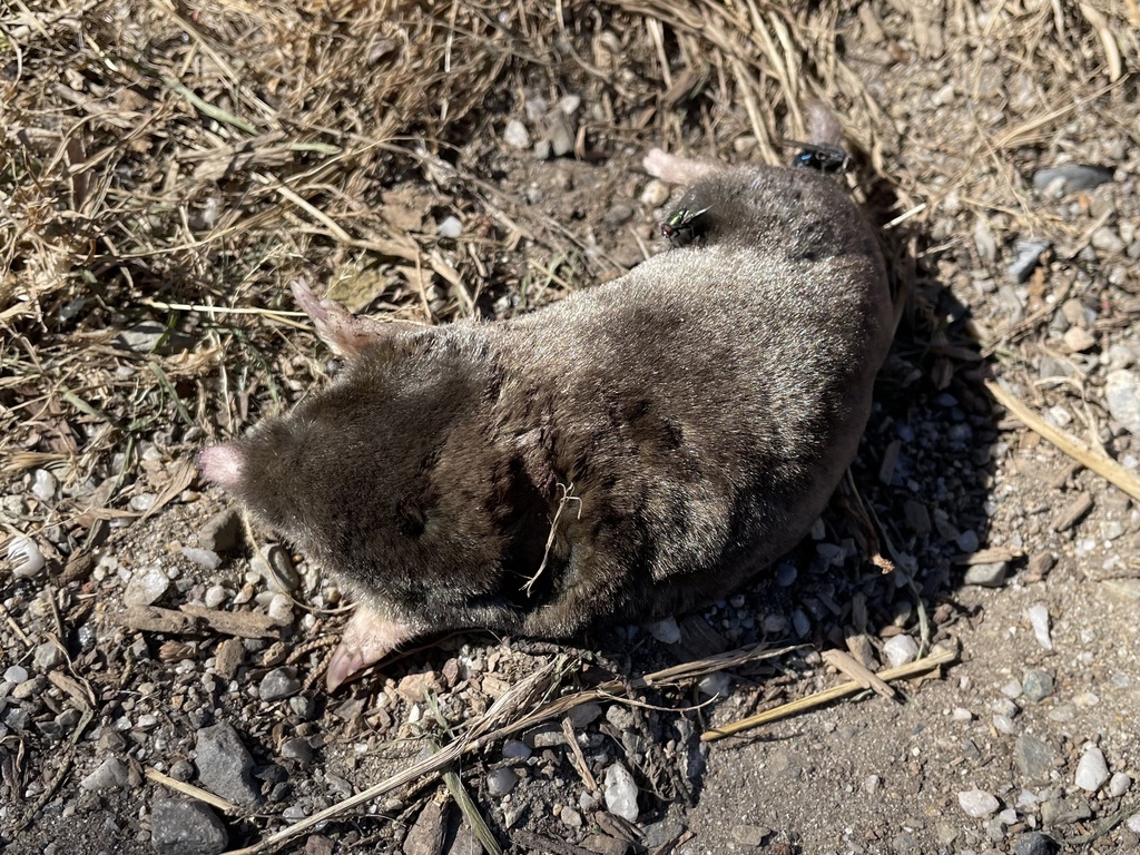 Broad-footed Mole from Golden Gate Park, San Francisco, CA, US on ...