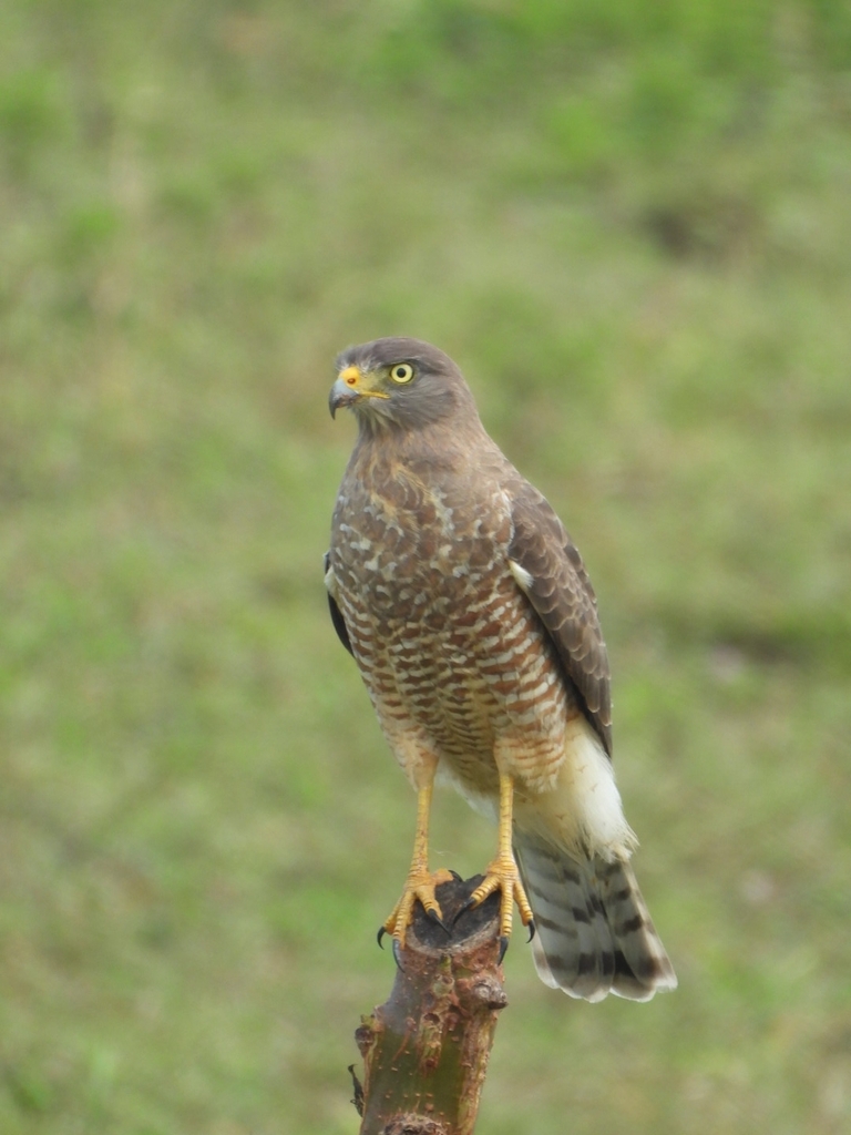 Roadside Hawk from 93983 Ver., México on October 18, 2024 at 02:09 PM ...