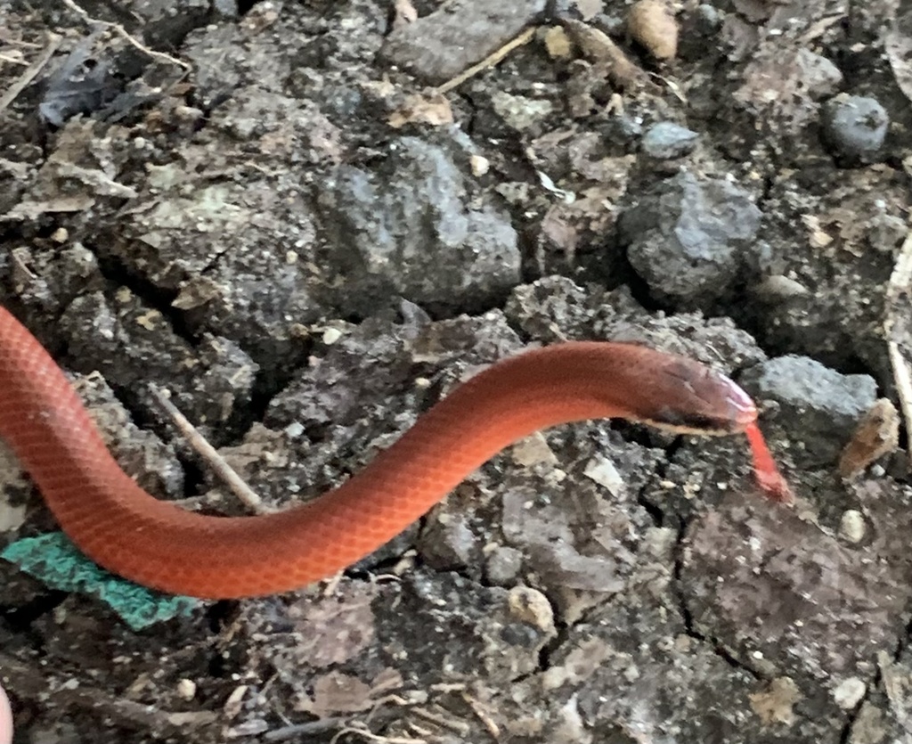 Blood Snake from El Jute, San Miguel, San Miguel, SV on October 18 ...
