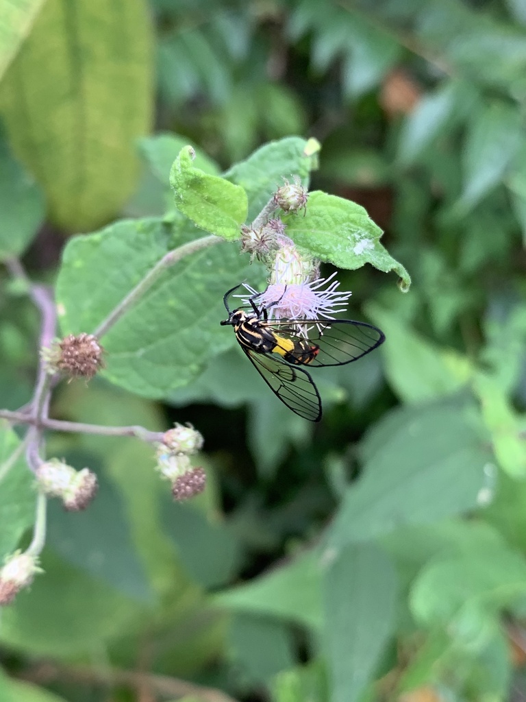 Clearwing Moths from Santa Marta, Santa Marta, Departamento del ...