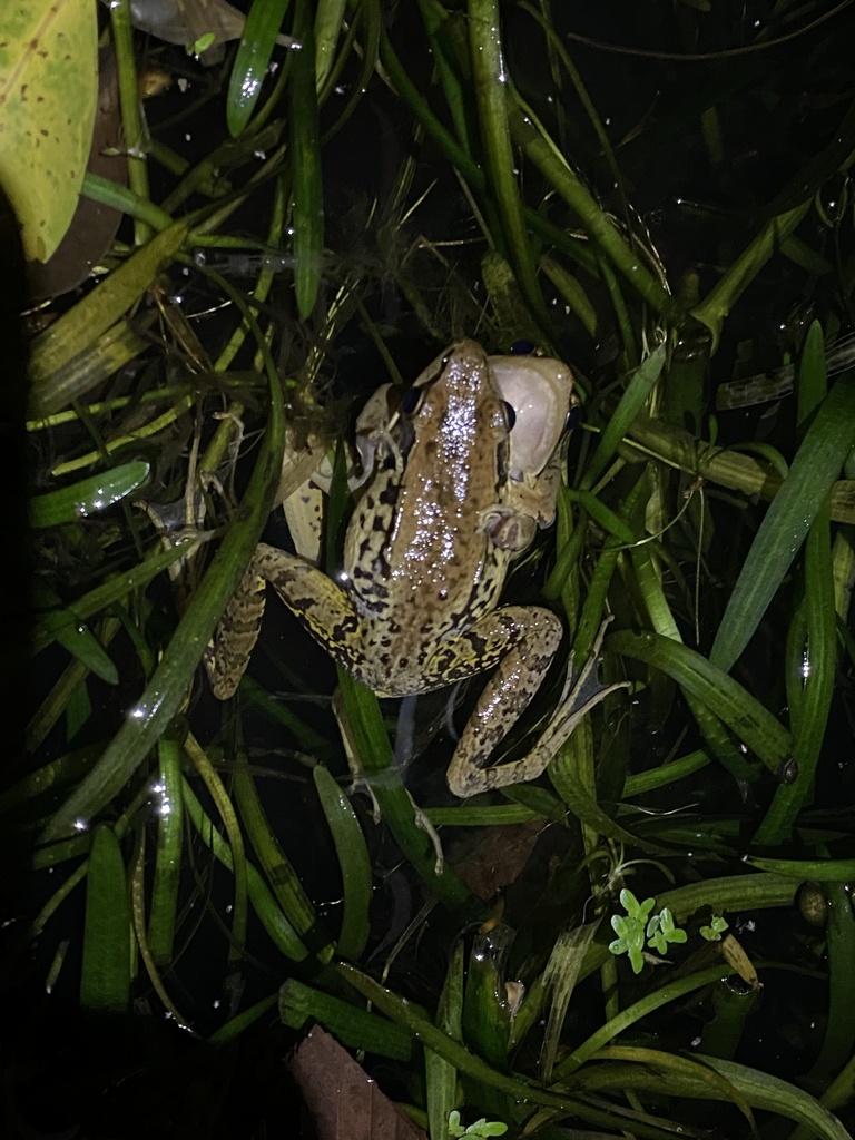 Olive Frog from 臺灣島, 士林區, TPE, TW on October 18, 2024 at 06:59 PM by ...