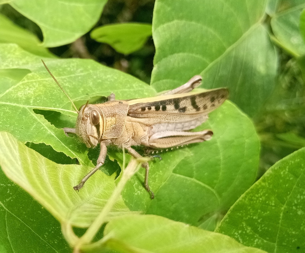 Patanga japonica from 4190 Shimonanbata, Fujimi, Saitama 354-0004 ...