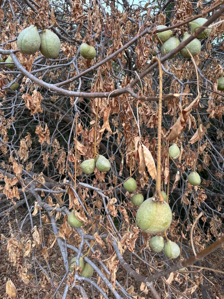 California buckeye from Hidden Lakes Park, Martinez, CA, US on October ...