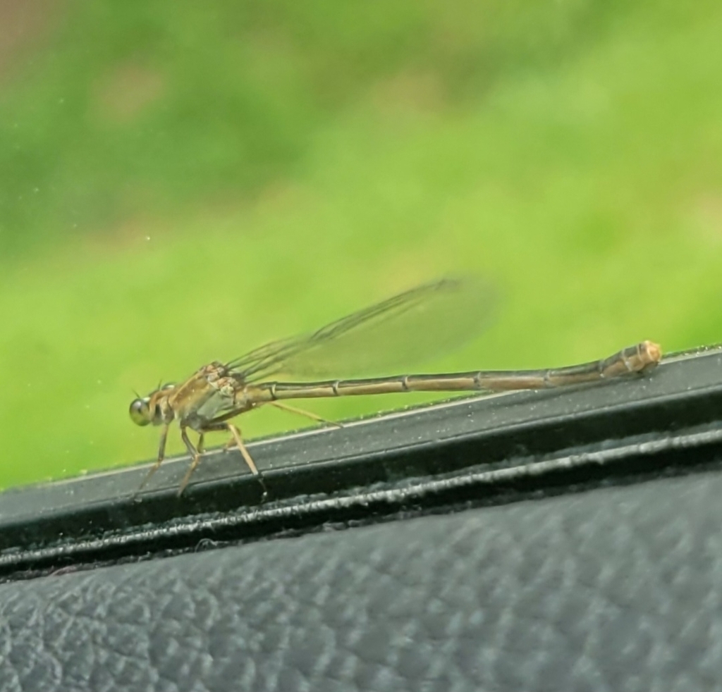 Narrow-winged Damselflies from Many, LA 71449, USA on May 28, 2024 at ...