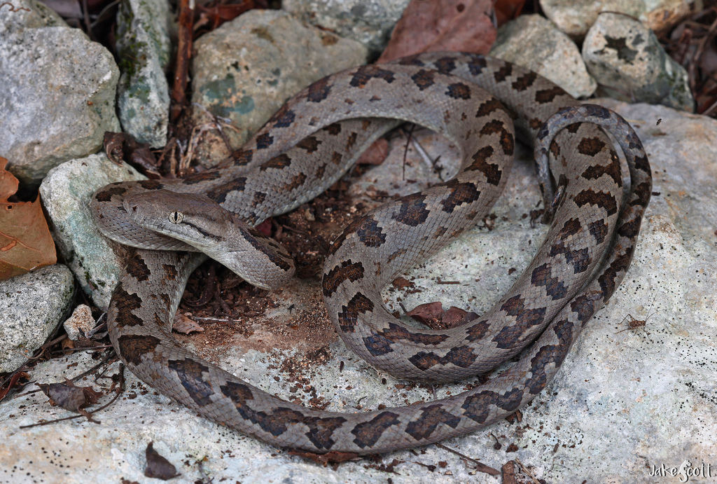 Southern Bahamas boa in October 2024 by Jake Scott · iNaturalist
