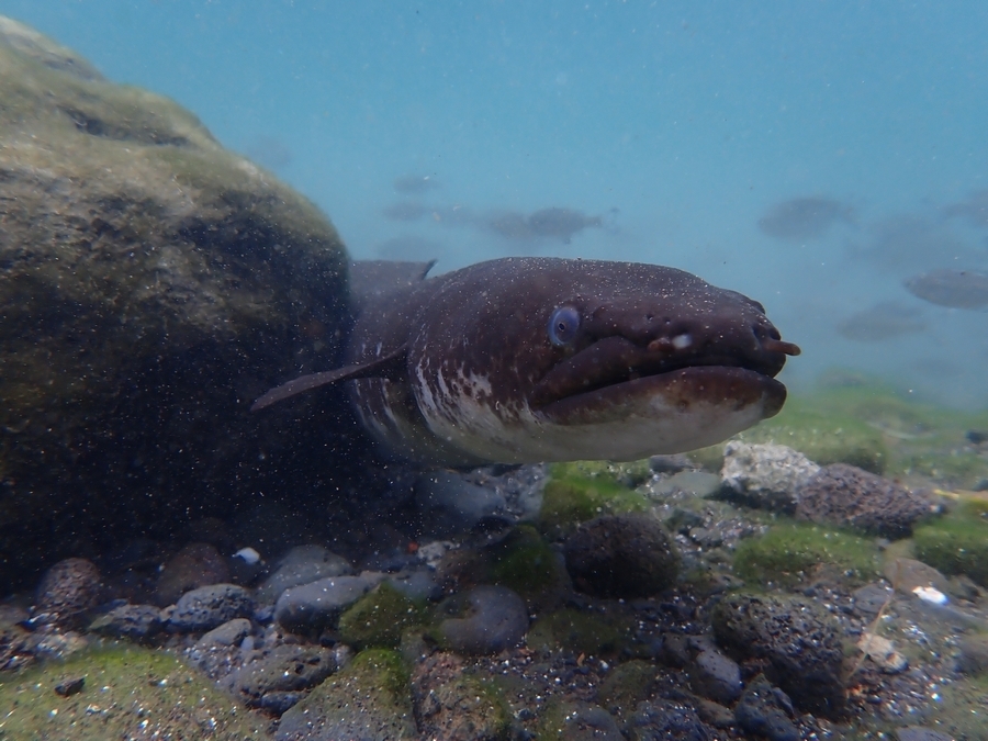 Marbled Eel from Paea, Polynésie française on October 3, 2024 at 09:13 ...