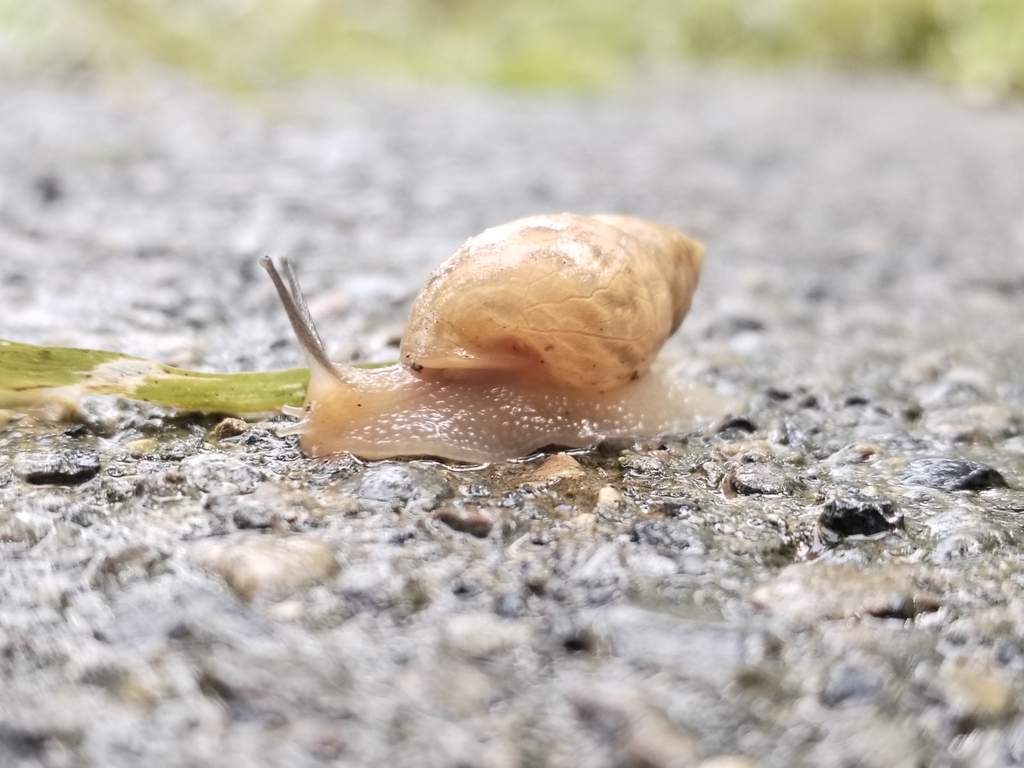 Bulimulus tenuissimus from Carepa, Antioquia, Colombia on September 12 ...