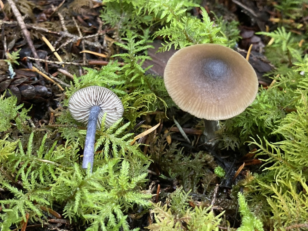 Entoloma trachyosporum from Highway 3, Fraser Valley, BC, CA on October ...