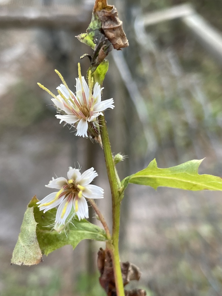 barbed rattlesnake root from Kisatchie National Forest, Saline, LA, US ...