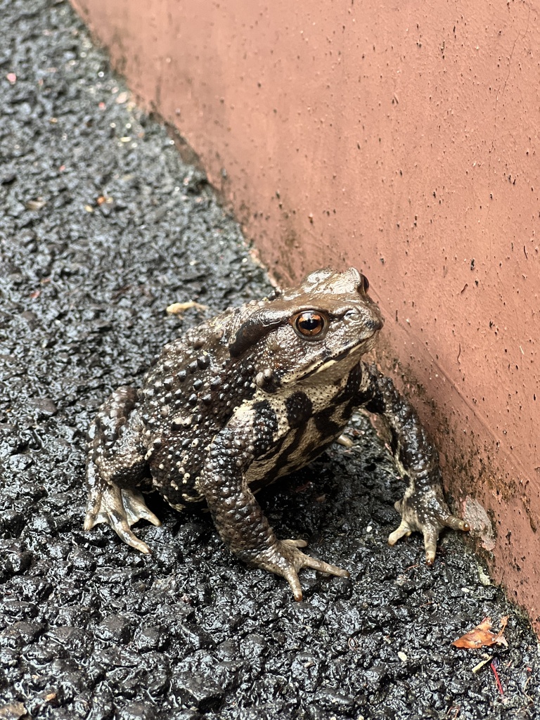 Asiatic Toad from 峨眉山, 乐山市, 四川省, CN on October 19, 2024 at 12:50 PM by ...