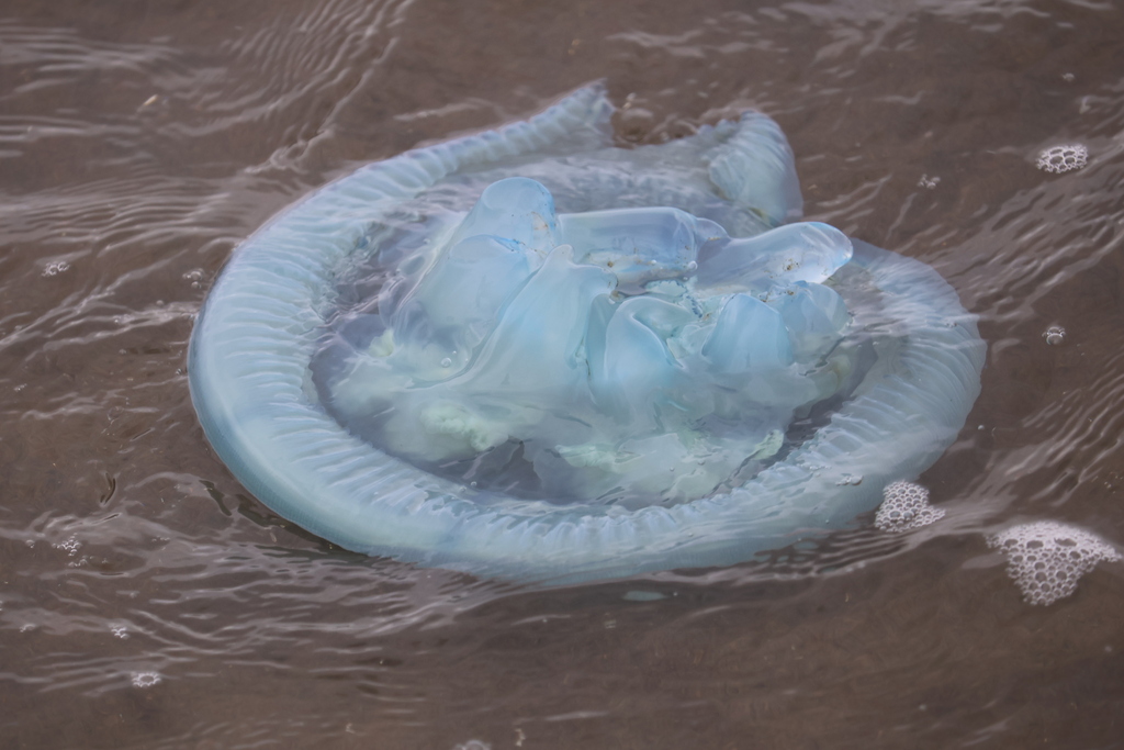 Blue Blubber Jelly from Nudgee Beach QLD, Australia on October 13, 2024 ...