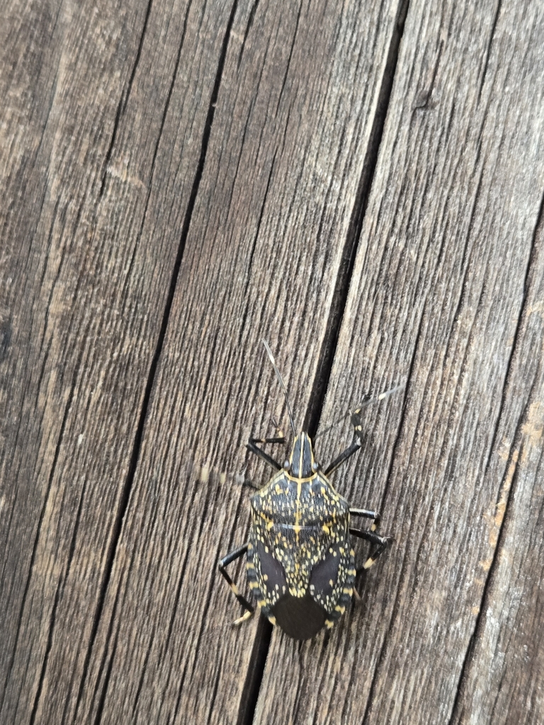Yellow-spotted Stink Bug from 1-1 Hibiyakōen, Chiyoda City, Tokyo 100 ...