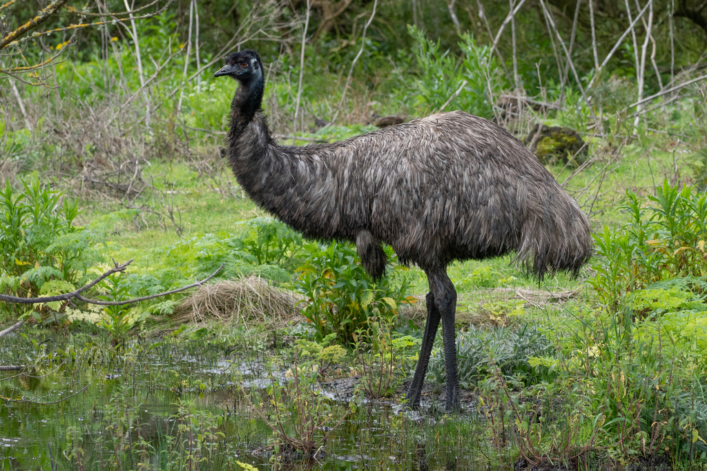 Emu from Warrnambool VIC 3280, Australia on August 17, 2024 at 03:48 PM ...