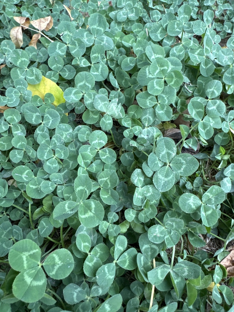 white clover from Qujiang New Area, Xi'an, Shaanxi, CN on October 19 ...