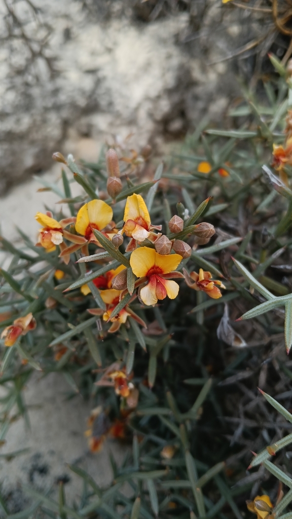 Jacksonia from Hopetoun WA 6348, Australia on October 19, 2024 at 01:57 ...