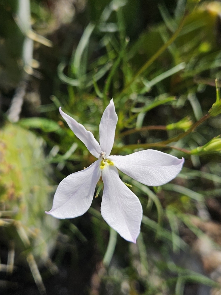 Lithotoma anethifolia from Pikedale QLD 4380, Australia on October 18 ...