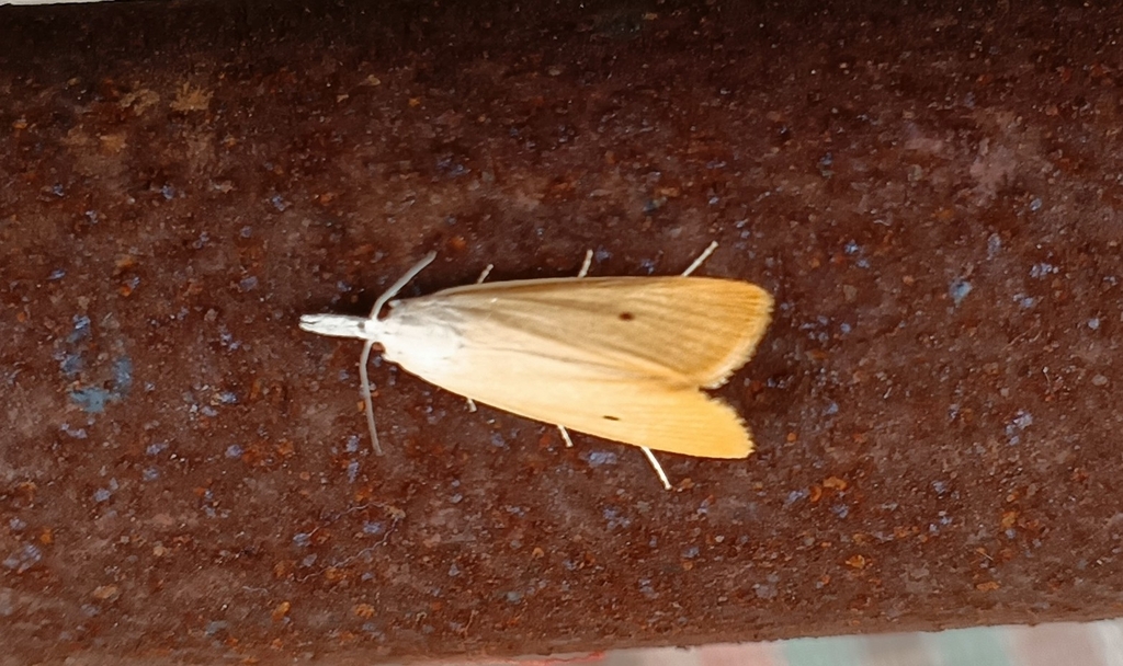 Rice Yellow Stem Borer from WFP7+7RQ, Panbu Forest, West Bengal 734005 ...