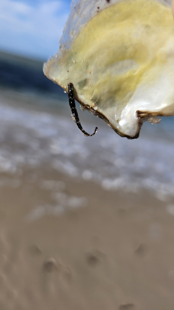 Something from Denham WA 6537, Australia on October 19, 2024 at 07:38 ...