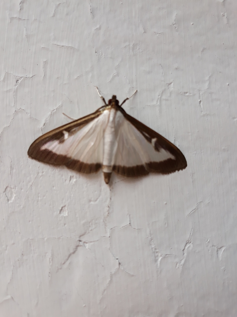 Box Tree Moth from Cotham, Bristol, UK on July 07, 2019 at 11:41 AM by ...