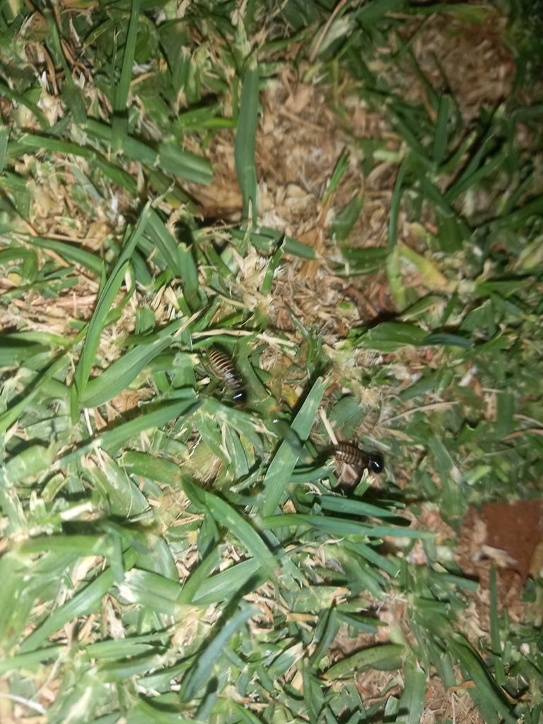 Northern Harvester Termite from Bram Fischerville, Soweto, 1875, South ...