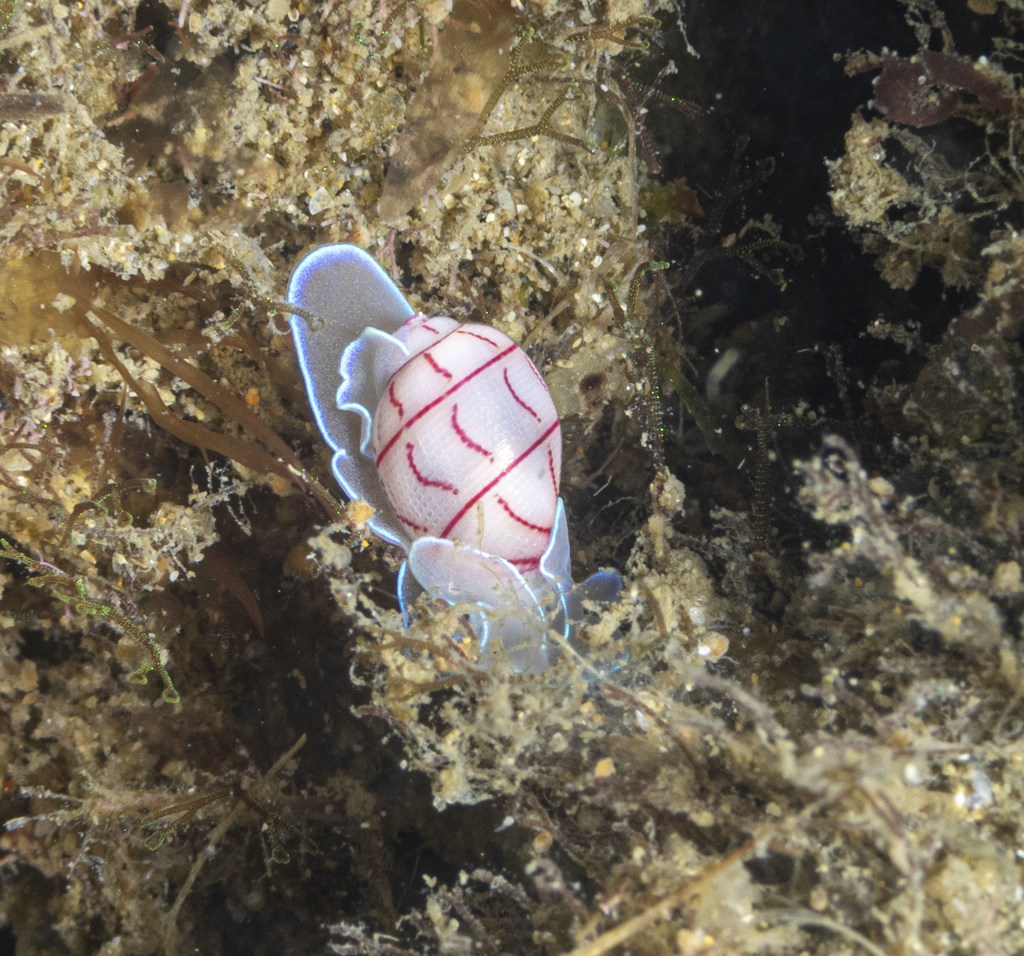 Red-lined Bubble Snail from Gold Coast Seaway, Seaworld Dr, Main Beach ...