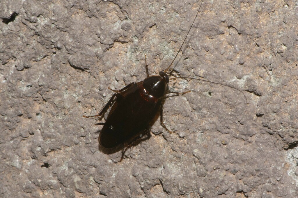 Giant and Wood Cockroaches from Kuching, Sarawak, Malaysia on October ...