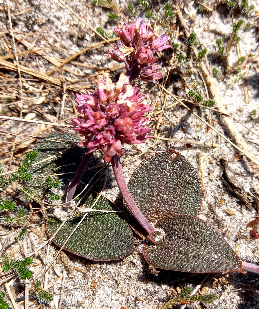 Kaapsche-Hoop African hyacinth in October 2024 by Paul · iNaturalist