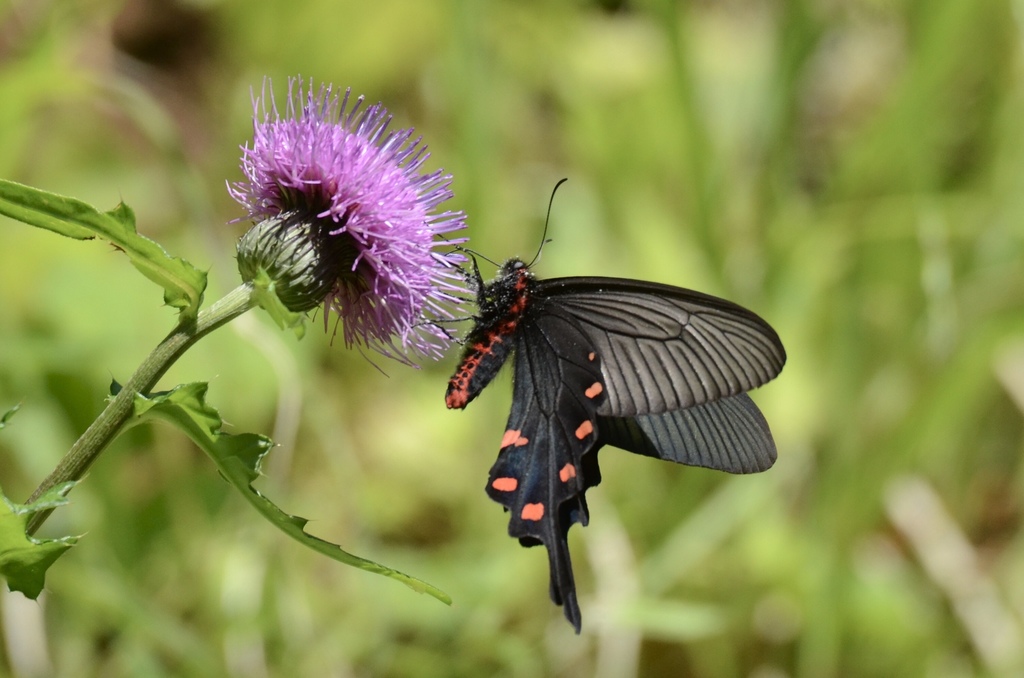 Chinese windmill from 大野3972, 上野原市, 山梨県, JP on May 23, 2019 at 08:15 AM ...