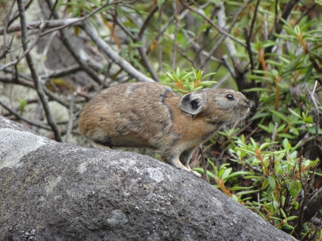 Northern Pika in July 2019 by ngiladmuth · iNaturalist