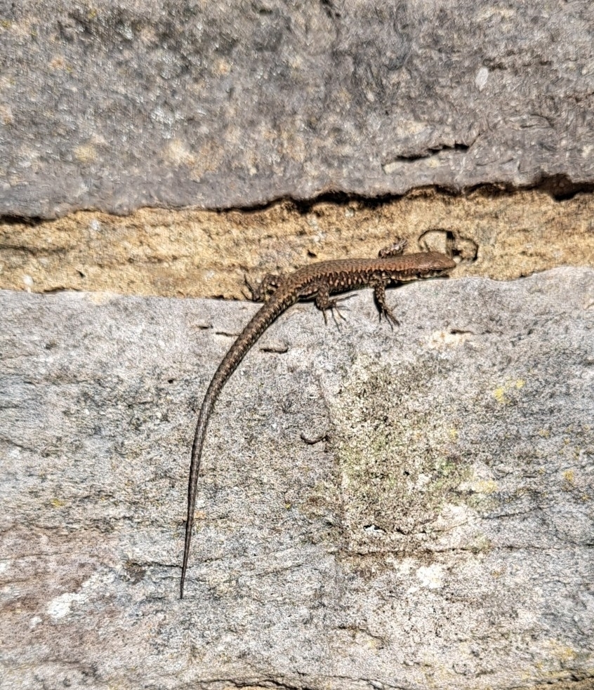 Common Wall Lizard from Bournemouth, England, GB on October 19, 2024 at ...