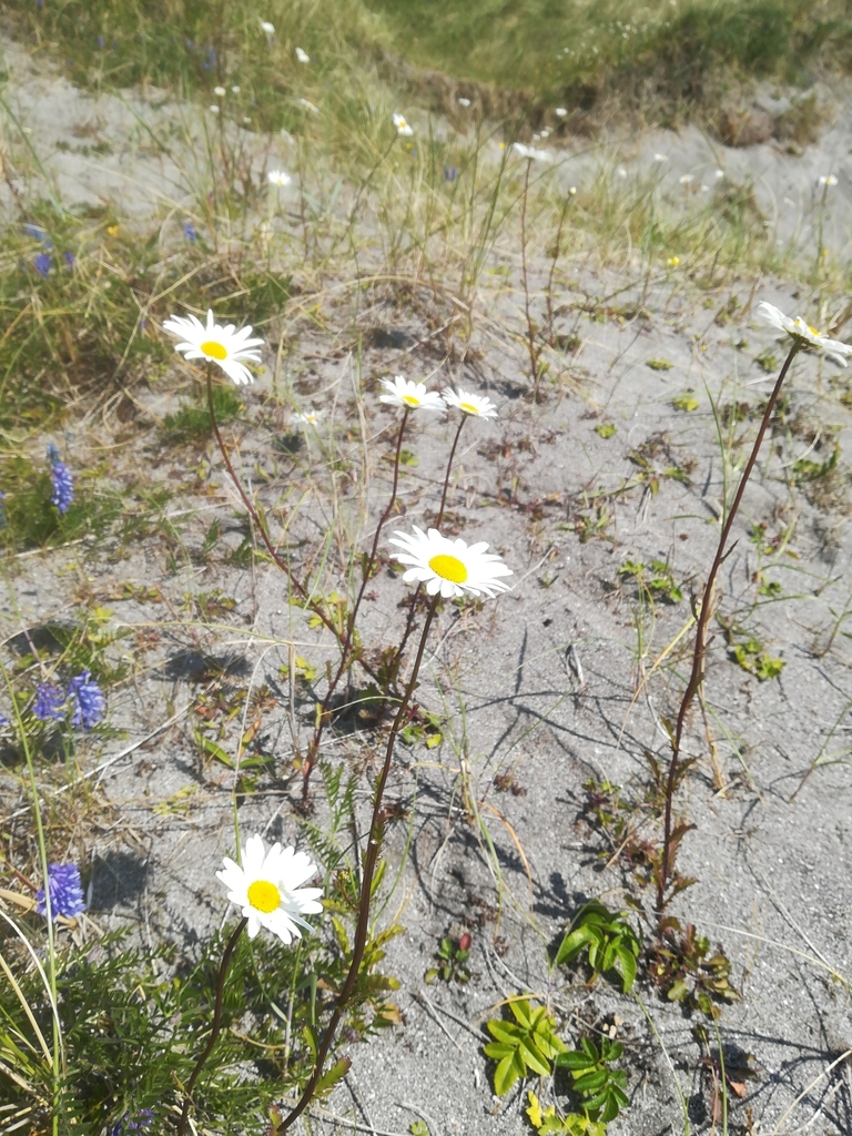 oxeye daisy from Sandur, Færøerne on July 8, 2019 at 01:29 PM by Jens ...