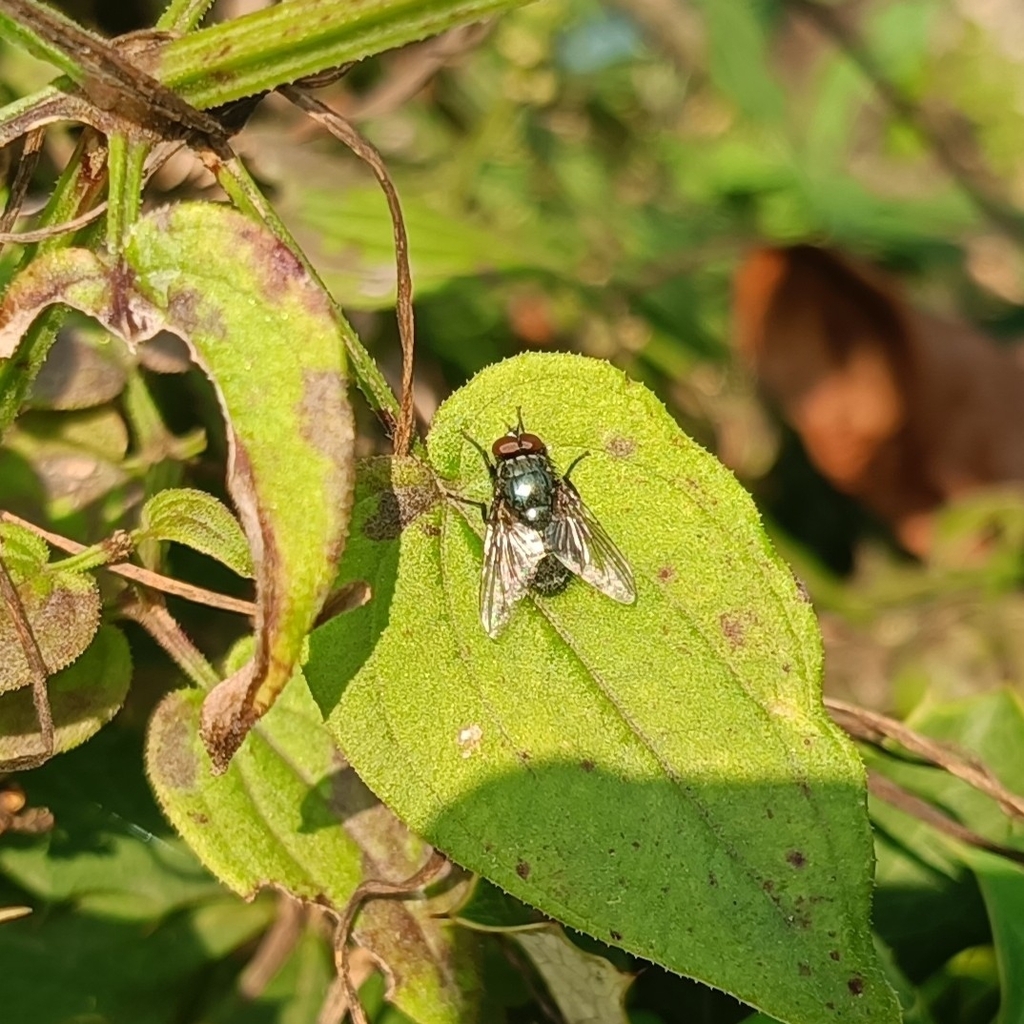 Flies from 36GP+6PJ, Munsyari, Uttarakhand 262554, India on October 19 ...