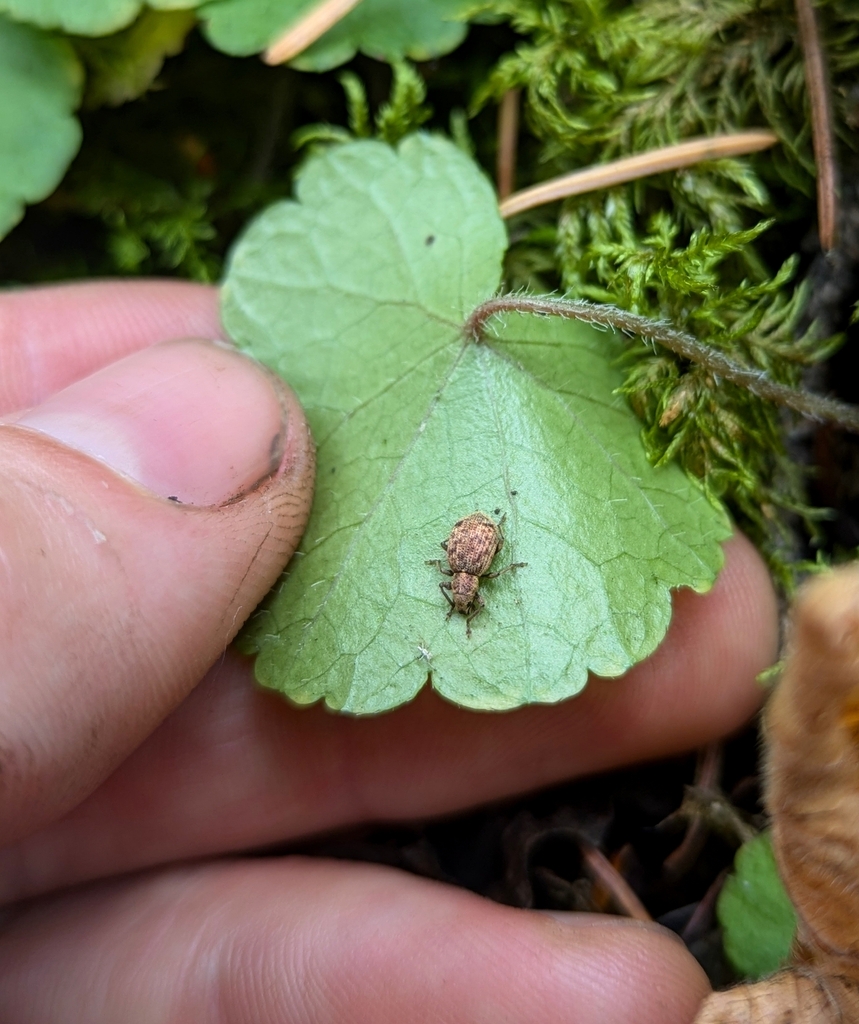 Strawberry Root Weevil from One Hundred Mile House, BC V0K, Canada on ...
