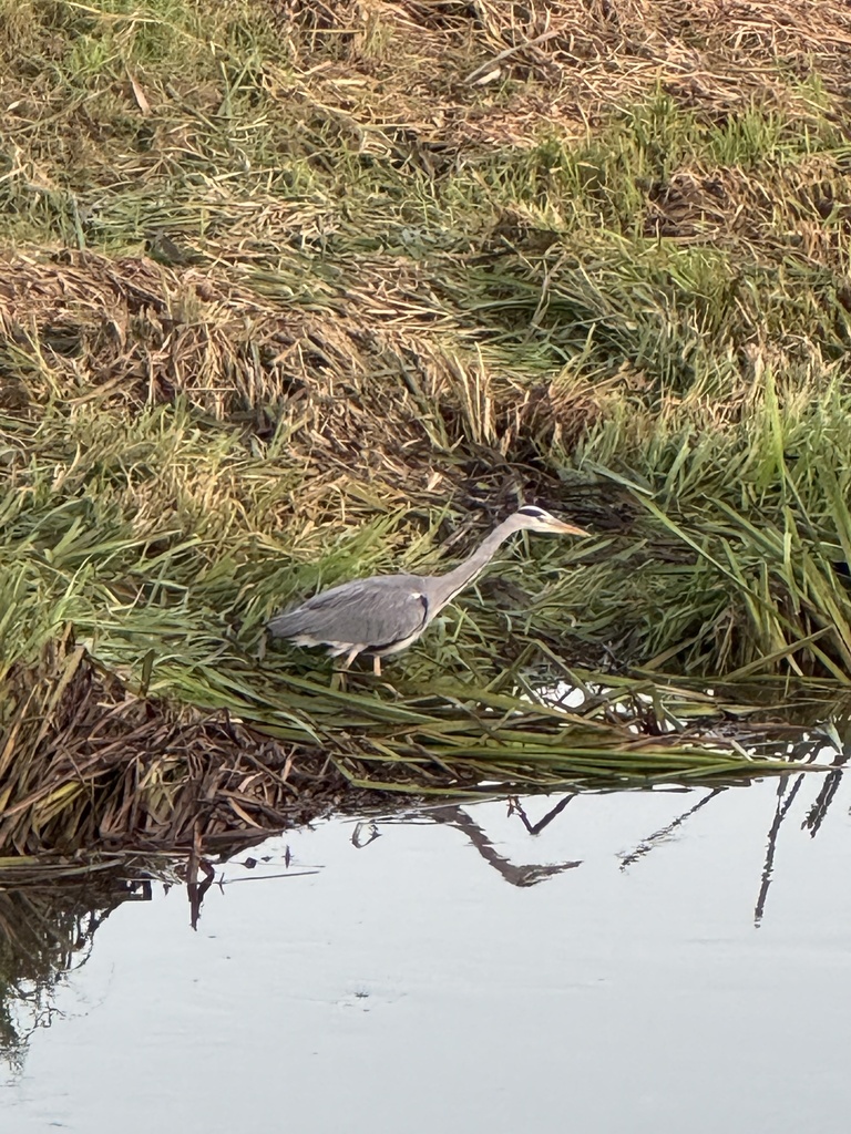 Grey Heron from Tattershall, Lincoln, England, GB on October 19, 2024 ...