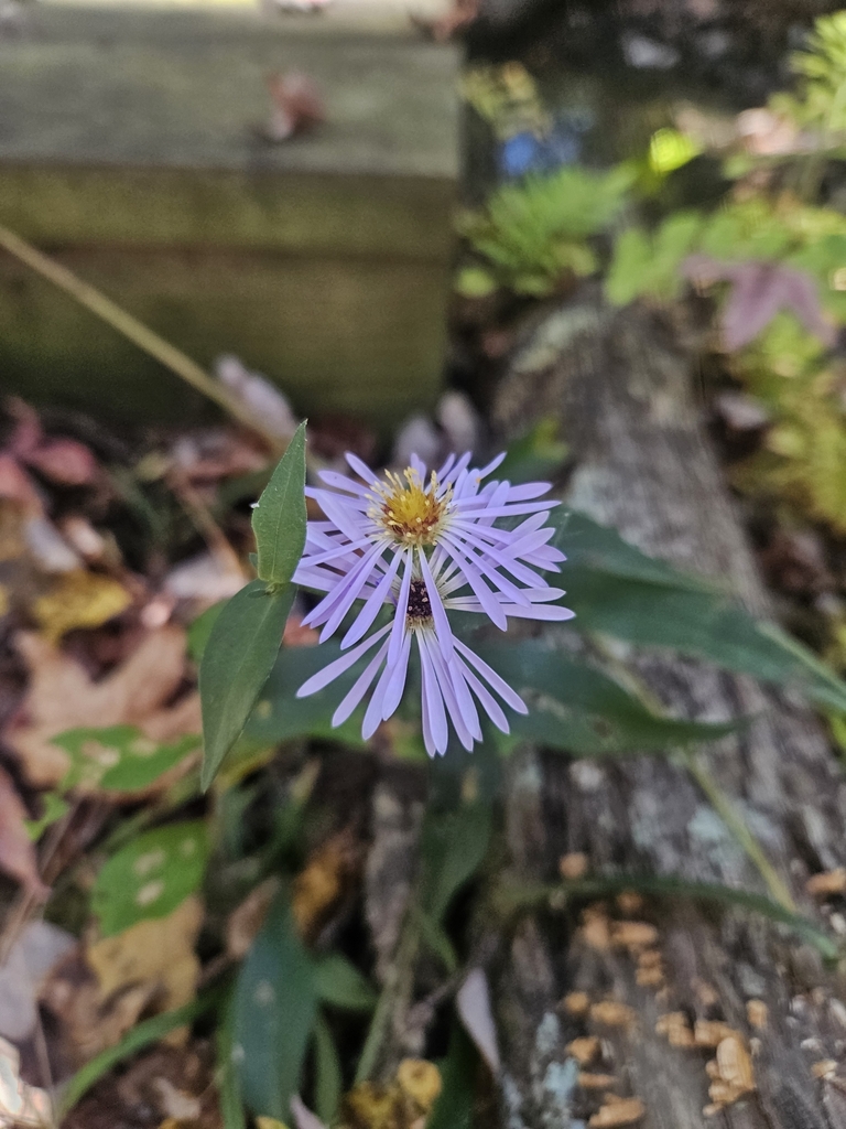 swamp aster from Snow Hill, MD 21863, USA on October 19, 2024 at 01:44 ...