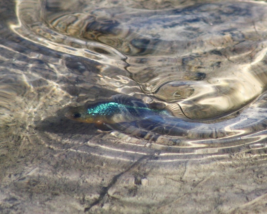 Typical Pupfishes in August 2010 by Tripp Davenport. Pecos River, Hwy ...