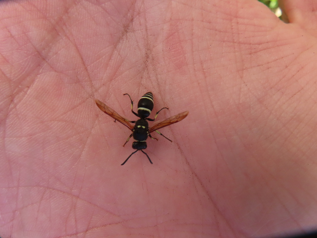 White-banded Potter Wasp from Port Elgin, ON, Canada on October 19 ...