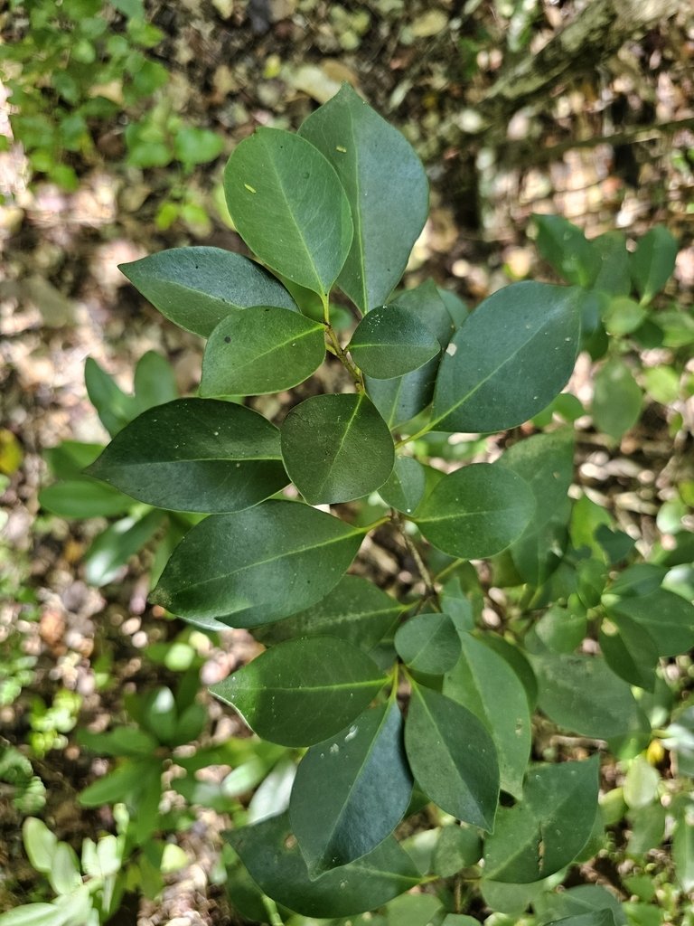 black mampoo from BWI, 6W6G+QC8, Crocus Hill 2640, Anguilla on October ...